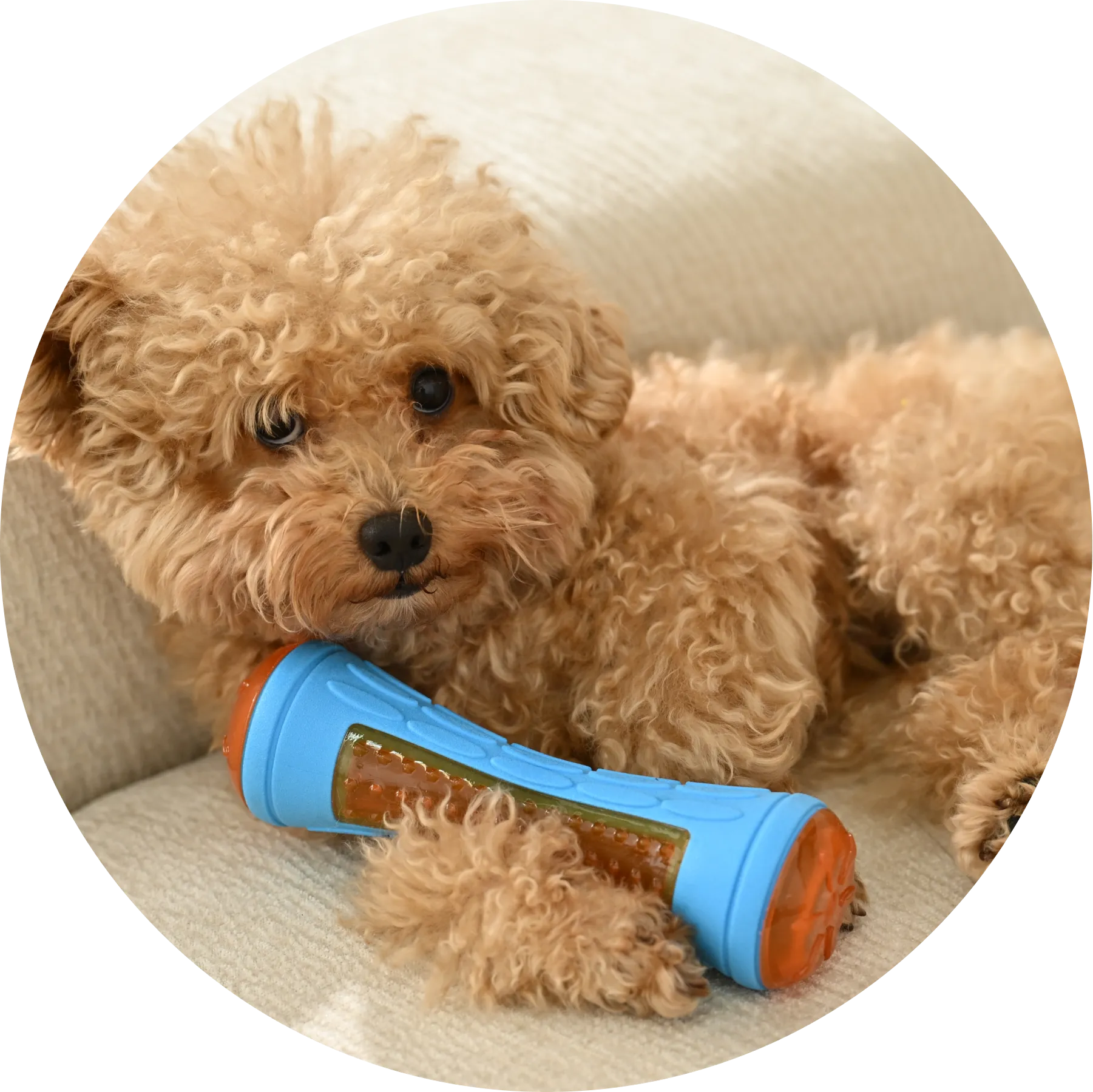 Wholesale Dog Supplies for U.S. Pet Retailers | Factory Price & Local ...